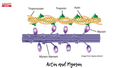 Difference Between Actin And Myosin