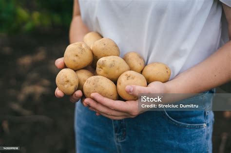 집에서 재배 한 유기농 감자를 들고있는 여성 농부의 손 농업 식량 재배 건강한 영양 정원 음식 건강한 채식 음식 건강한 생활 방식 건강한 농장 건강 식품 녹색 자연 20