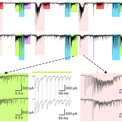 Gq Signaling In Bla Pv Interneurons Reconfigures Bla Oscillatory
