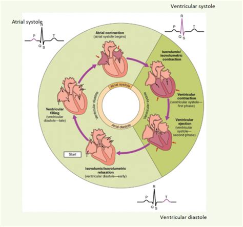 Ecg Generation Ecg Interpretation Flashcards Quizlet