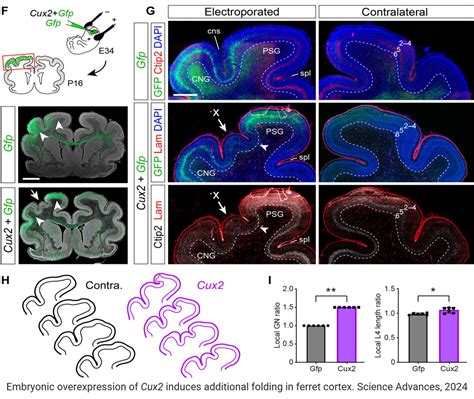 Science Mission Regulating Cerebral Cortex Folding