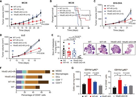 Ythdf2 Inhibition Potentiates Radiotherapy Antitumor Efficacy Cancer Cell