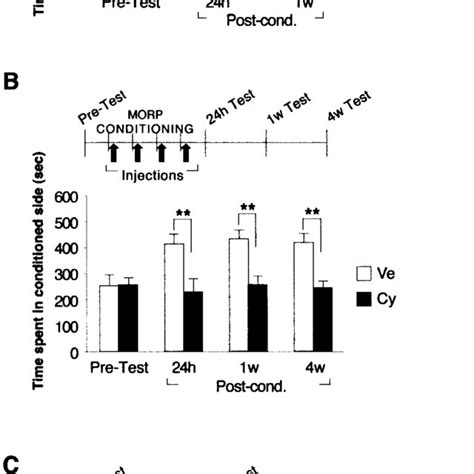 An Established Mcpp Is Disrupted By Protein Synthesis Inhibitors
