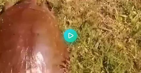 Obviously Not The Tortoise In The Hare Story I Heard About  On Imgur