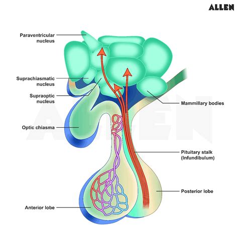 Brain Structure Function And Location Of Pituitary Gland In Brain