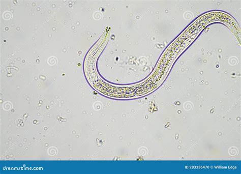Soil Switcher Nematode Microorganism And Soil Biology With Nematodes