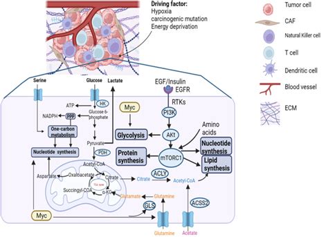 Advanced Progress Of Spatial Metabolomics In Head And Neck Cancer