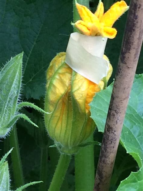 The Sex Life Of Naked Pumpkins Part Two By Helen Gabel Songaia