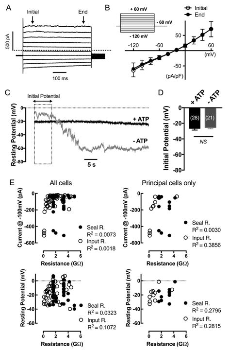 Video Whole Cell Patch Clamp Recordings Of Isolated Primary Epithelial