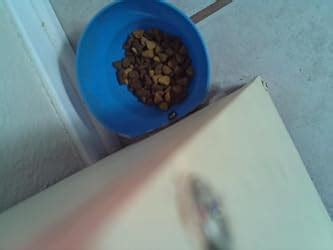 Amazon Com Arducam 5MP Camera For Raspberry Pi 1080P HD OV5647 Camera Module V1 For Pi5 Pi 4