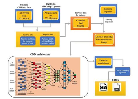 Cnn Architecture And Pipeline Diagram For Tf Co Binding Prediction Download Scientific Diagram