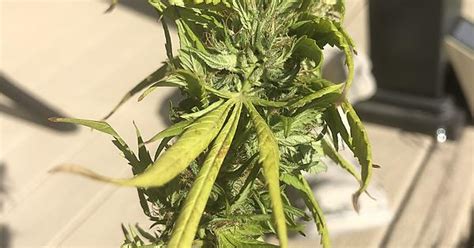 Bud Rot Album On Imgur