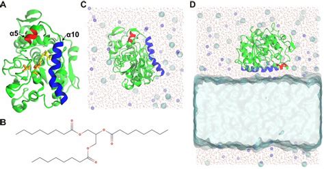 A Three Dimensional Structure Of Calb Pdb Id 1tca With New Cartoon