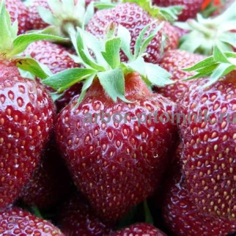 Черный Принц Клубника Фото – Telegraph