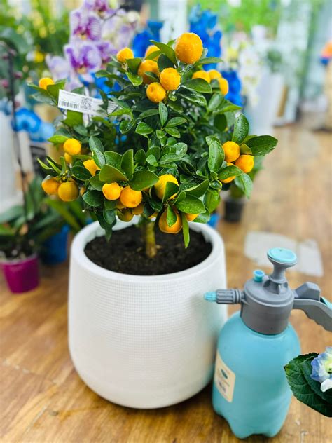 Турк сортын мандарин ы том мод😍 Захиулгууд эзэддээ маргааш хүргэгдэнэ😍 манайхыг сонгон