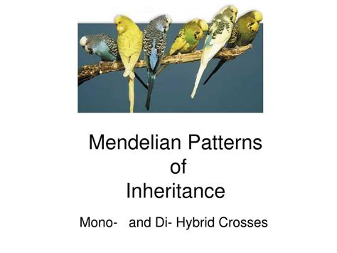 PPT Mendelian Patterns Of Inheritance PowerPoint Presentation Free Download ID