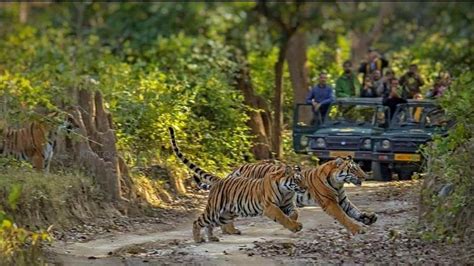 ‘operation Monsoon Corbett Tiger Reserve To Check Poaching In Rainy