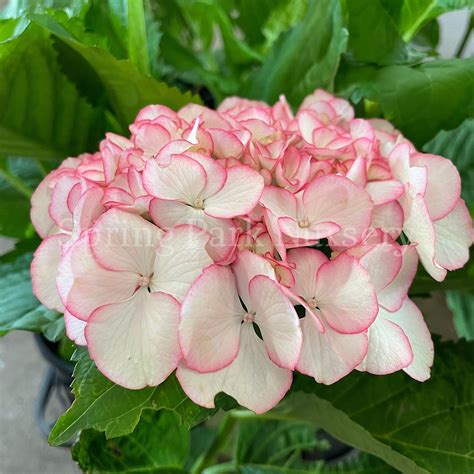 Hydrangea Macrophylla Chique Spring Park Nursery
