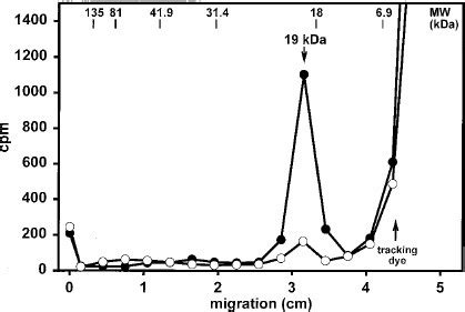 Photoaffinity Labeling And Purification Of Zg 16p A High Affinity