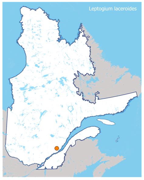 Leptogium Laceroides Lichensquébec