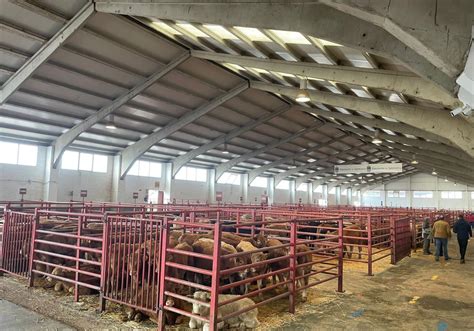 Nueva Bajada De Los Terneros En La Lonja De Salamanca Donde Repite El