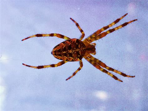 Eye Candy For The Famished Northern California Spider Watsonville