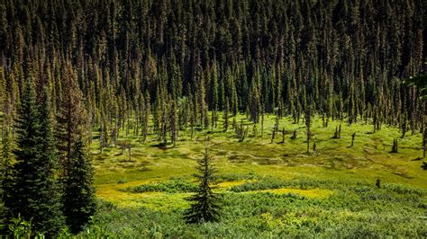 Conifer Forest