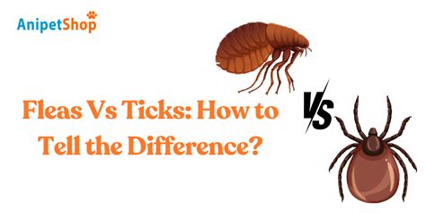 Differences Between Ticks And Fleas
