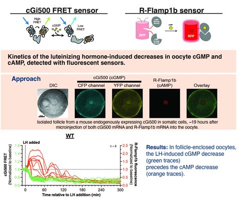 Iris Nakashima Department Of Cell Biology