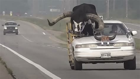 Nebraska Man Pulled Over With Massive Bull Riding Shotgun Rv Travel