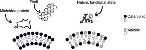 调节磷脂双分子层的表面电荷可抑制胰岛素纤维化 Colloids and Surfaces B Biointerfaces X MOL