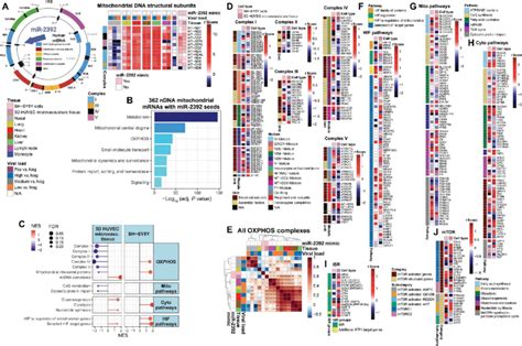 Sars Cov 2 Induction Of Mir 2392 Modulates Mitochondrial Transcription Download Scientific