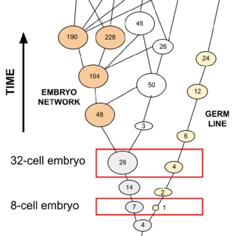 a hypergraph of a hypothetical early stage embryo yellow nodes germ download scientific