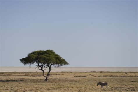 Photo Gallery Could Have Stayed At Home