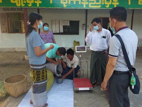 နတ်မောက်မြို့နယ်တွင် နေကြာတိုးချဲ့စိုက်ပျိုးနိုင်ရေး နေကြာမျိုးစေ့များ ကြိုတင်စုဆောင်း