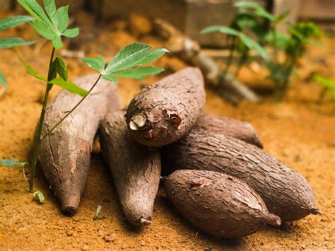 The Value Of Tapioca Through The Eras Tapioca Past And Present Periuk My