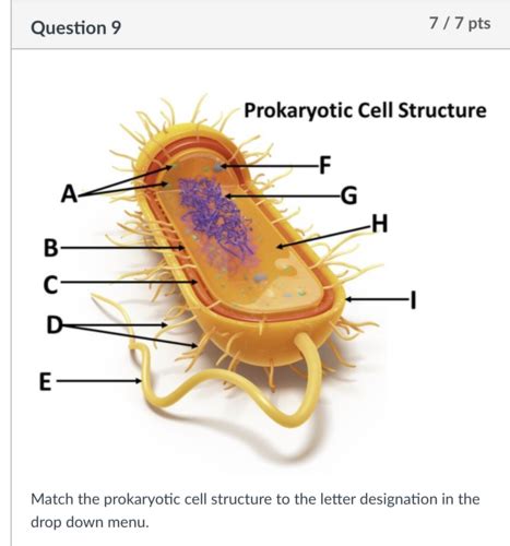 Micro Lab 2 Powerpoint Flashcards Quizlet