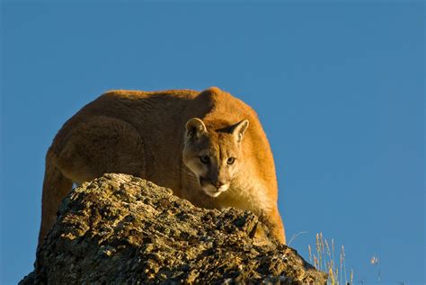 Wildlife In Patagonia — Acanela Expeditions