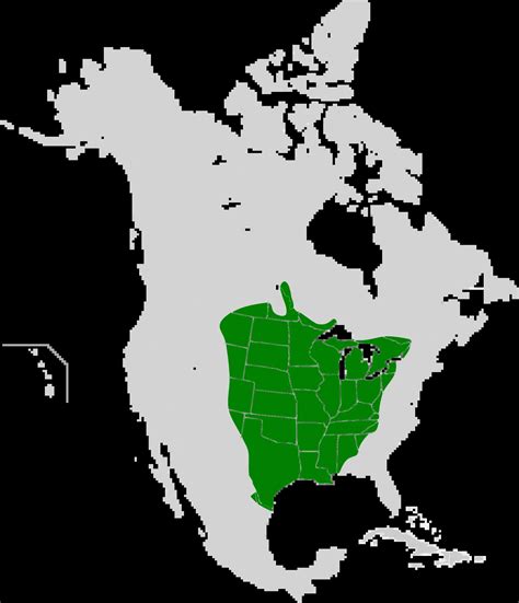 Black Bullhead Facts Diet Habitat And Pictures On Animaliabio