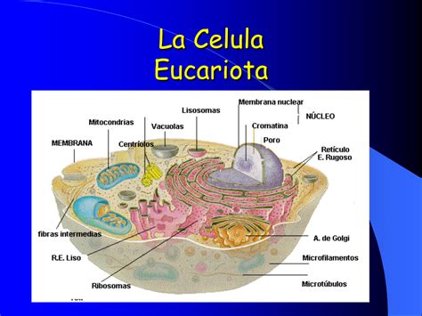 Celula Eucariota Definicion Caracteristicas Tamano Y Funcion Images Porn Sex Picture