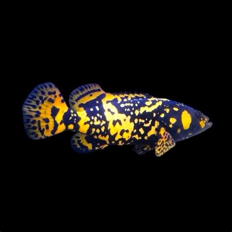 Bumble Bee Grouper Cods Grouper Geemarine