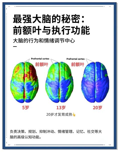 🧠前额叶：大脑的 执行官”