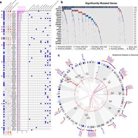 Significantly Mutated Genes A Summary Of The Top 100 Common Mutated Download Scientific Diagram