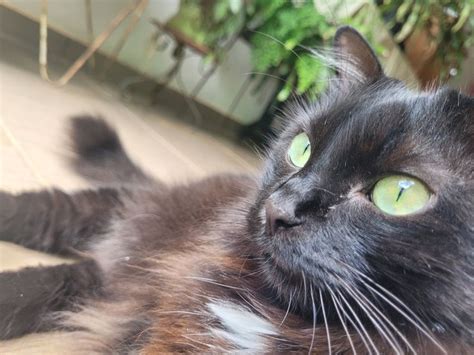 Wilhelmina A K A Mina Mina Aka