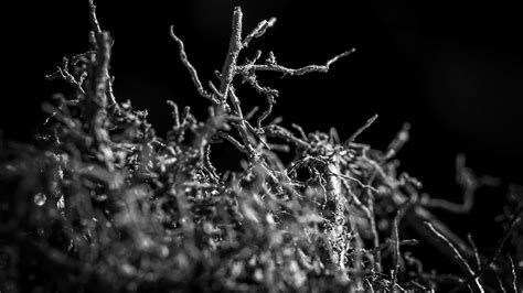 Deep Root Fertilization Myths The Truth Leaf Limb