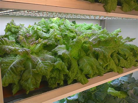 Hyun Duk 대구 가톨릭대에 설치된 식물재배용 램프