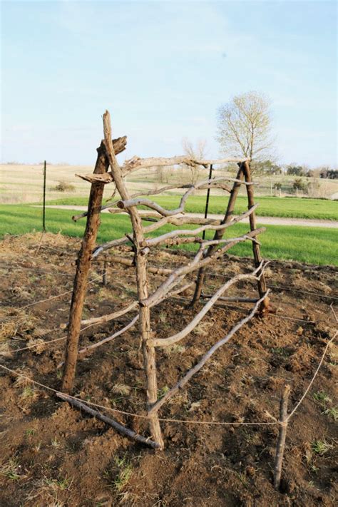 20 Homemade Diy Cucumber Trellis Ideas Blitsy
