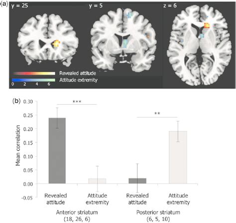 Fmri Results A Activation Patterns In The Anterior Striatum Download Scientific Diagram