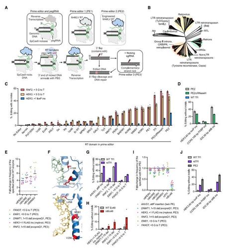 Phage Assisted Evolution And Protein Engineering Yield Compact