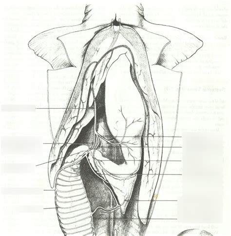 Lab 5 Veins Hepatic Diagram Quizlet